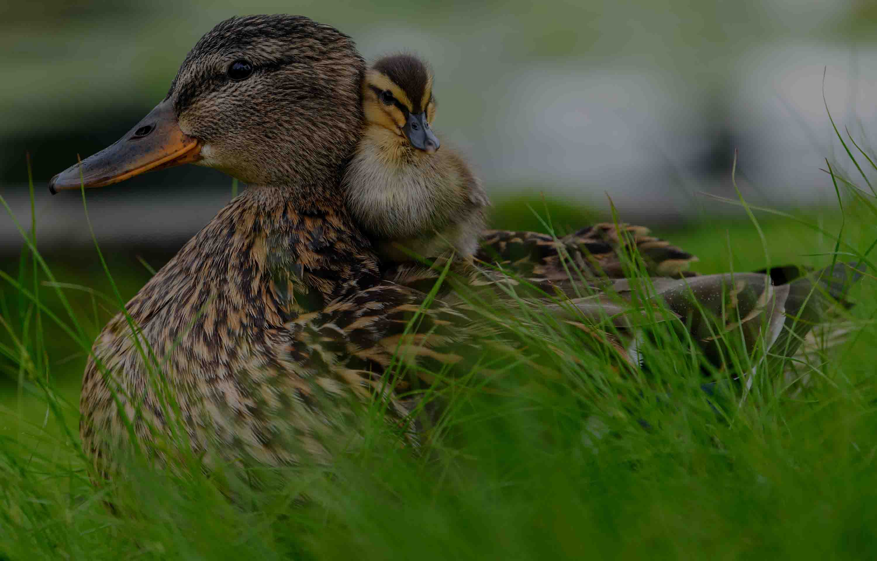 Duck Houses | Ducks | Granddad Rob Designs – Granddad Rob Designs LTD