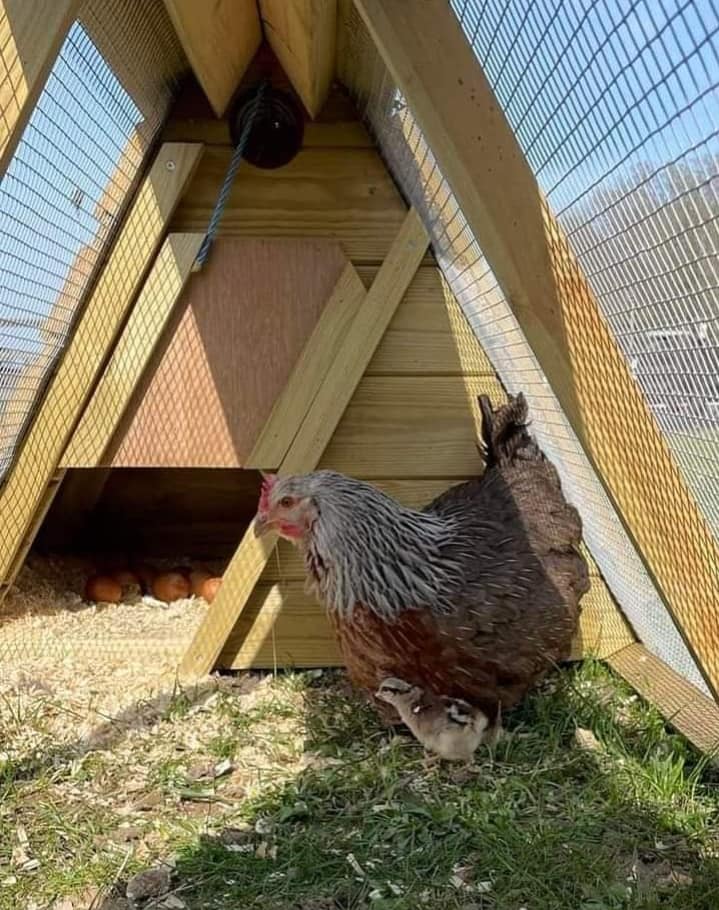 Extra Large Tortoise Table | Granddad Rob Designs – Granddad Rob ...