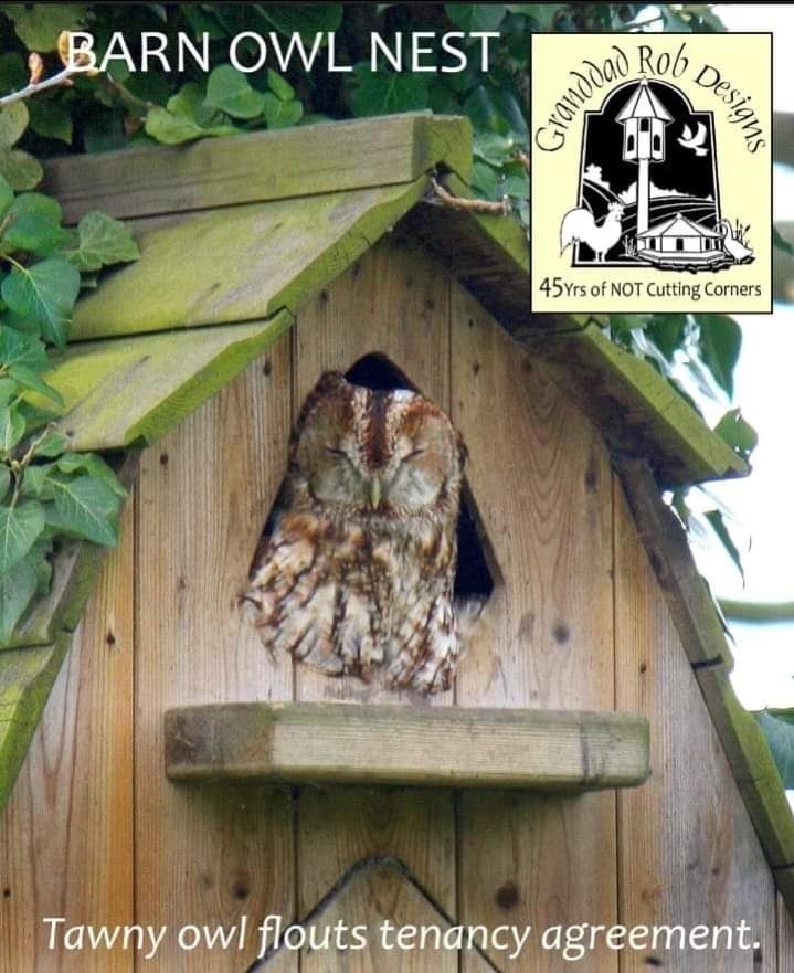 Whopper Tortoise House | Granddad Rob Designs – Granddad Rob Designs LTD